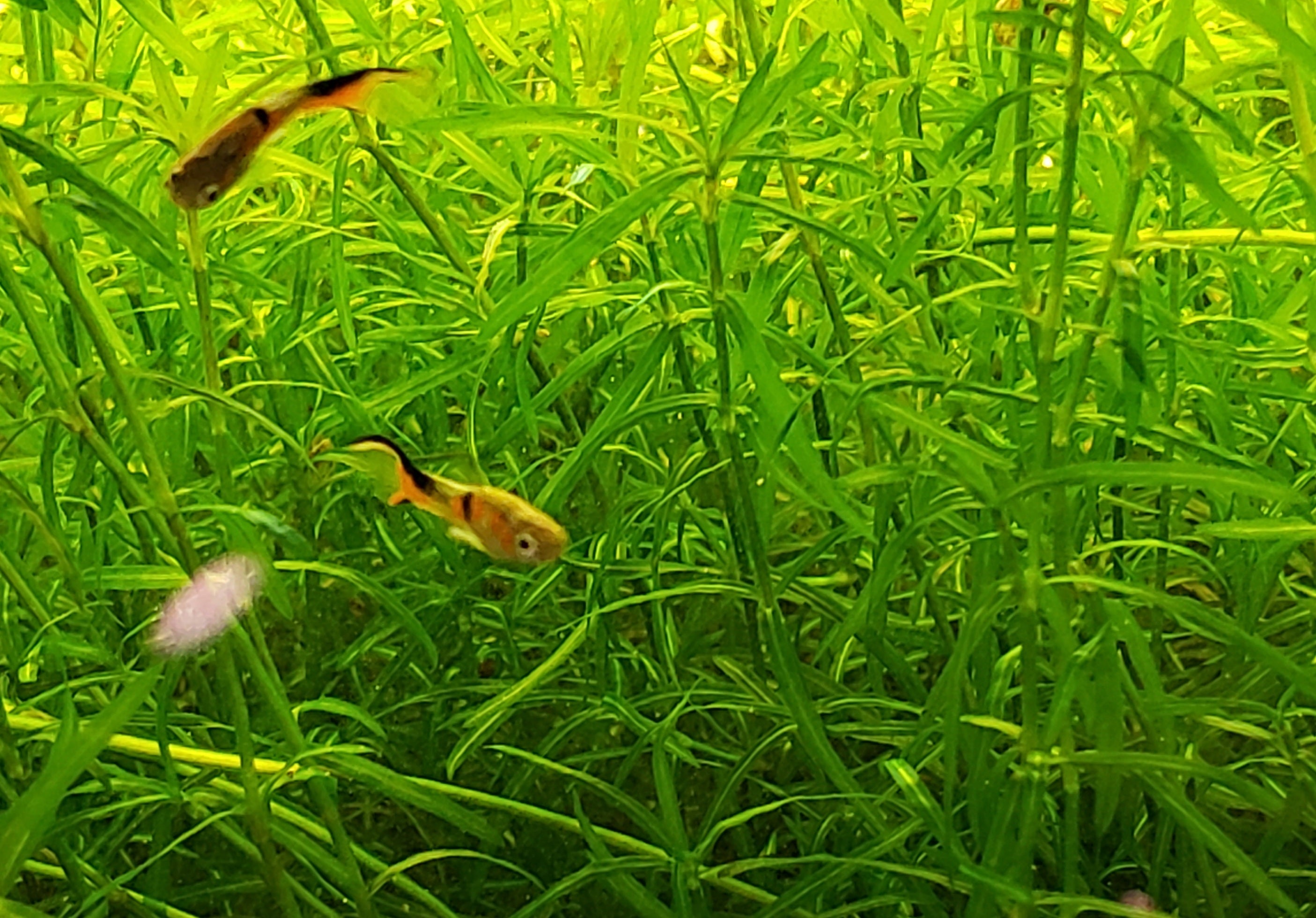 Plan – Good Life Aquatics