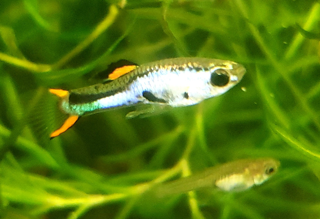 Endler Breeder Association Certified – Good Life Aquatics