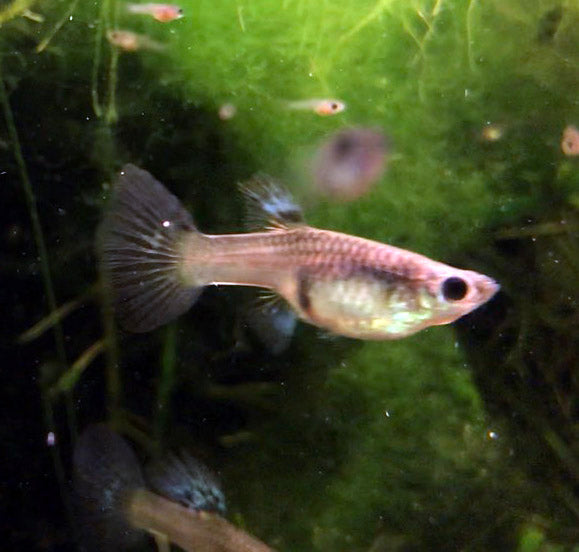 Red Asian Endlers – Good Life Aquatics