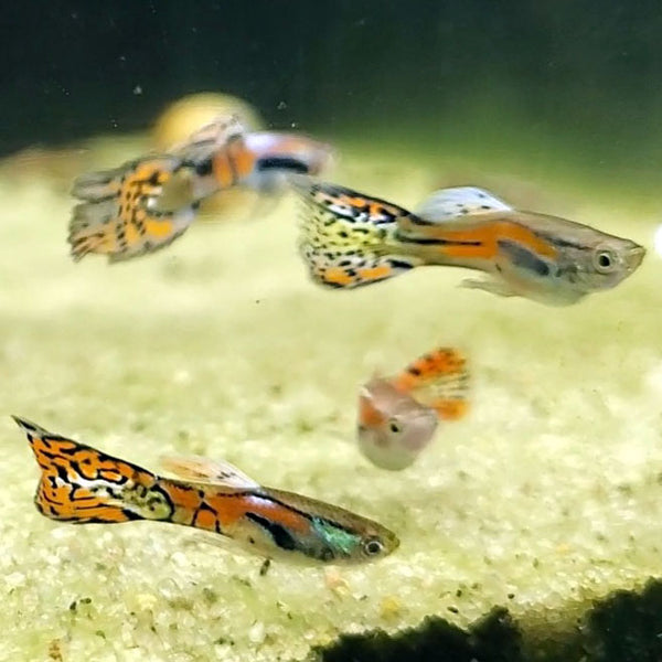 Endlers – Good Life Aquatics