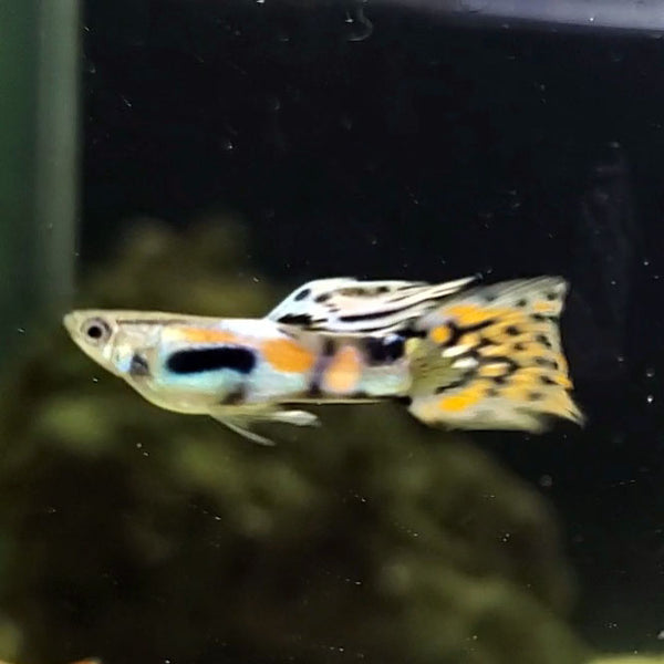 Red Asian Fancy Endlers – Good Life Aquatics